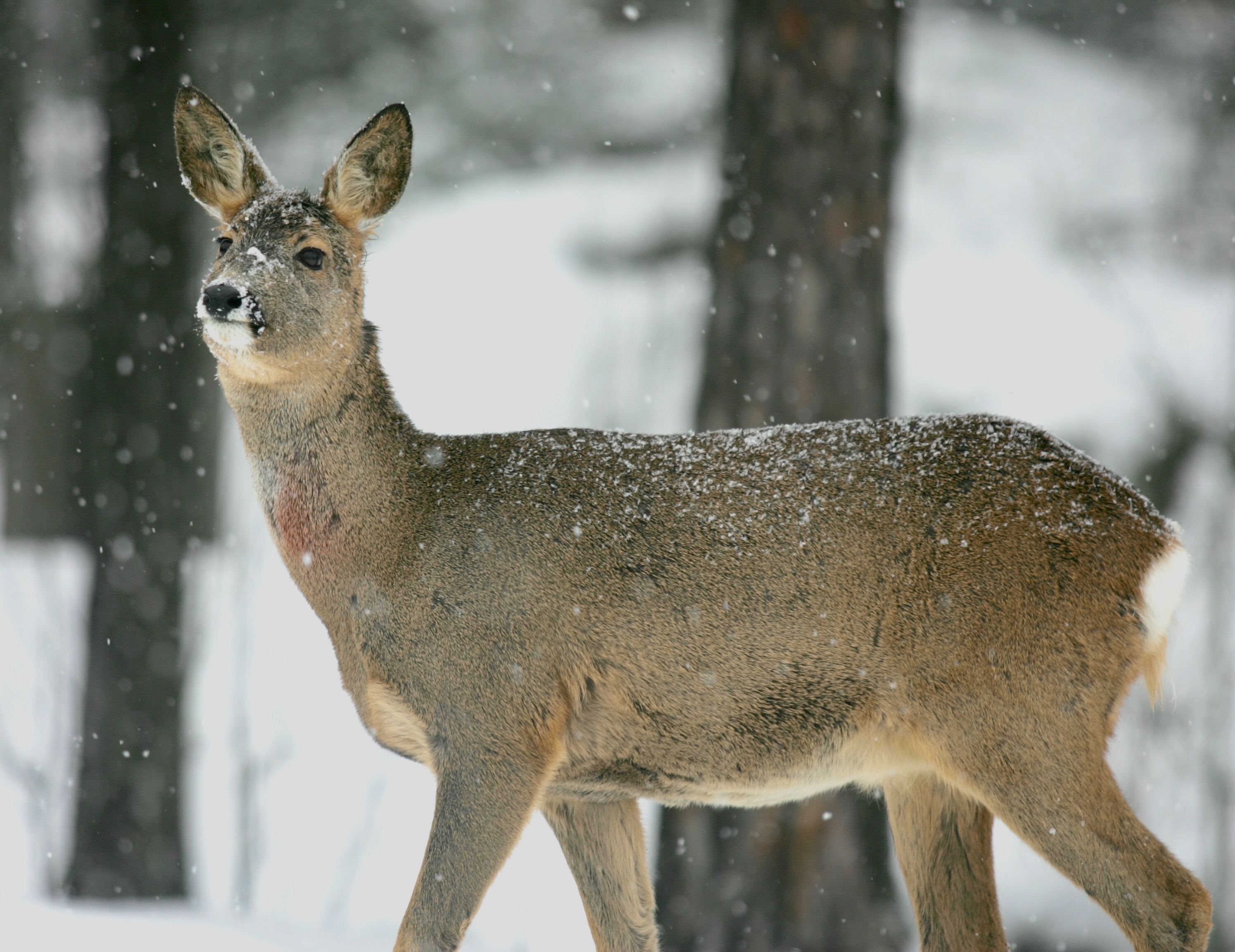 The ultimate guide to deer hair part 1.