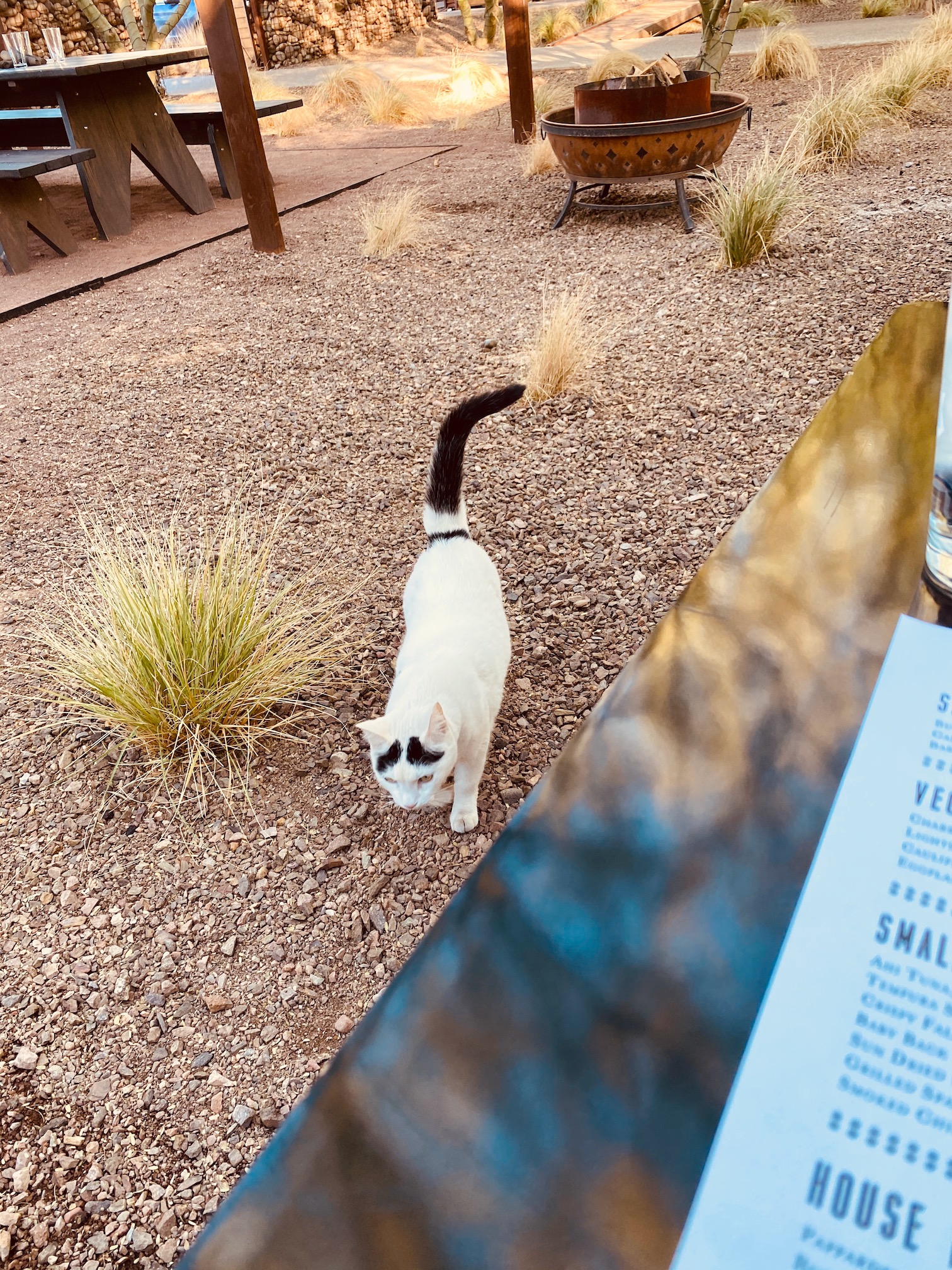 Ocotillo Restaurant in Phoenix AZ is Always Worth a Fork! | TheForkingTruth