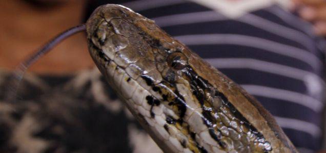 Python wedding | The Freaky