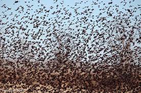 Dead Bird Rain | The Freaky