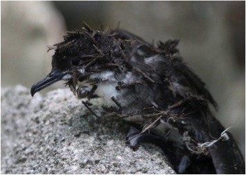 The trees that trap, kill and eat birds | The Freaky