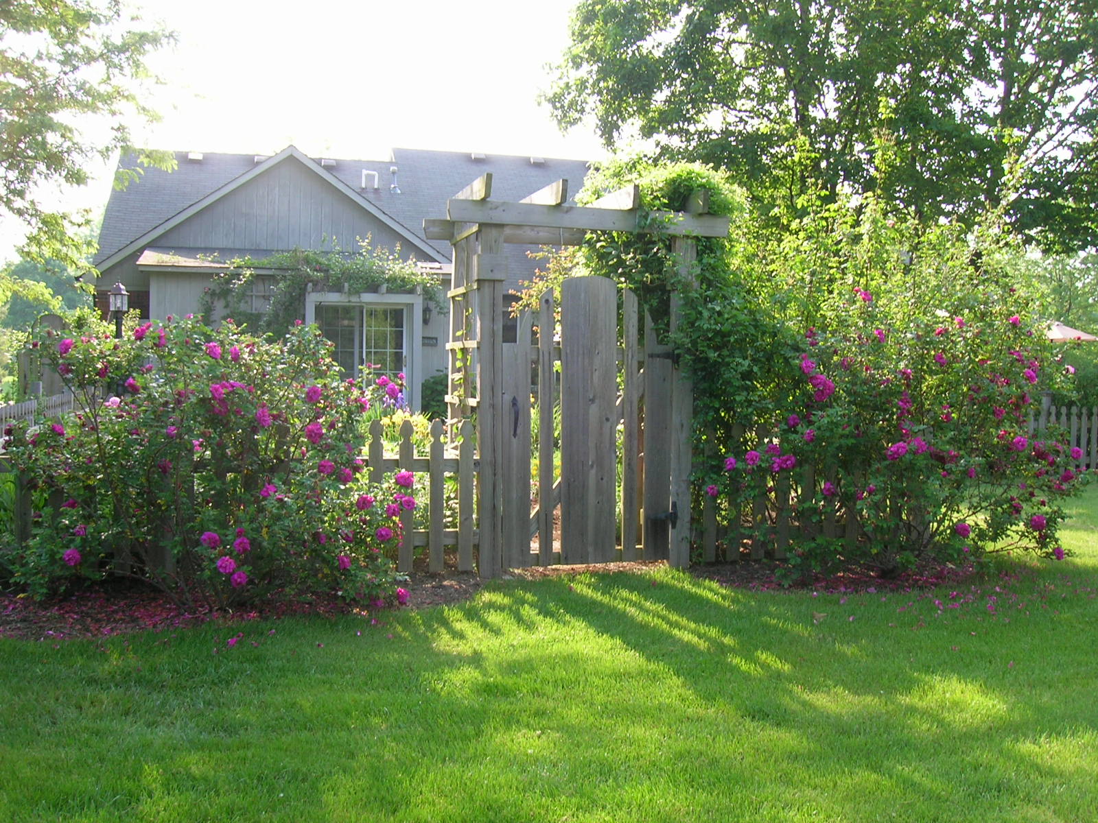 The Charm of Rugosa Roses – The Garden Diary