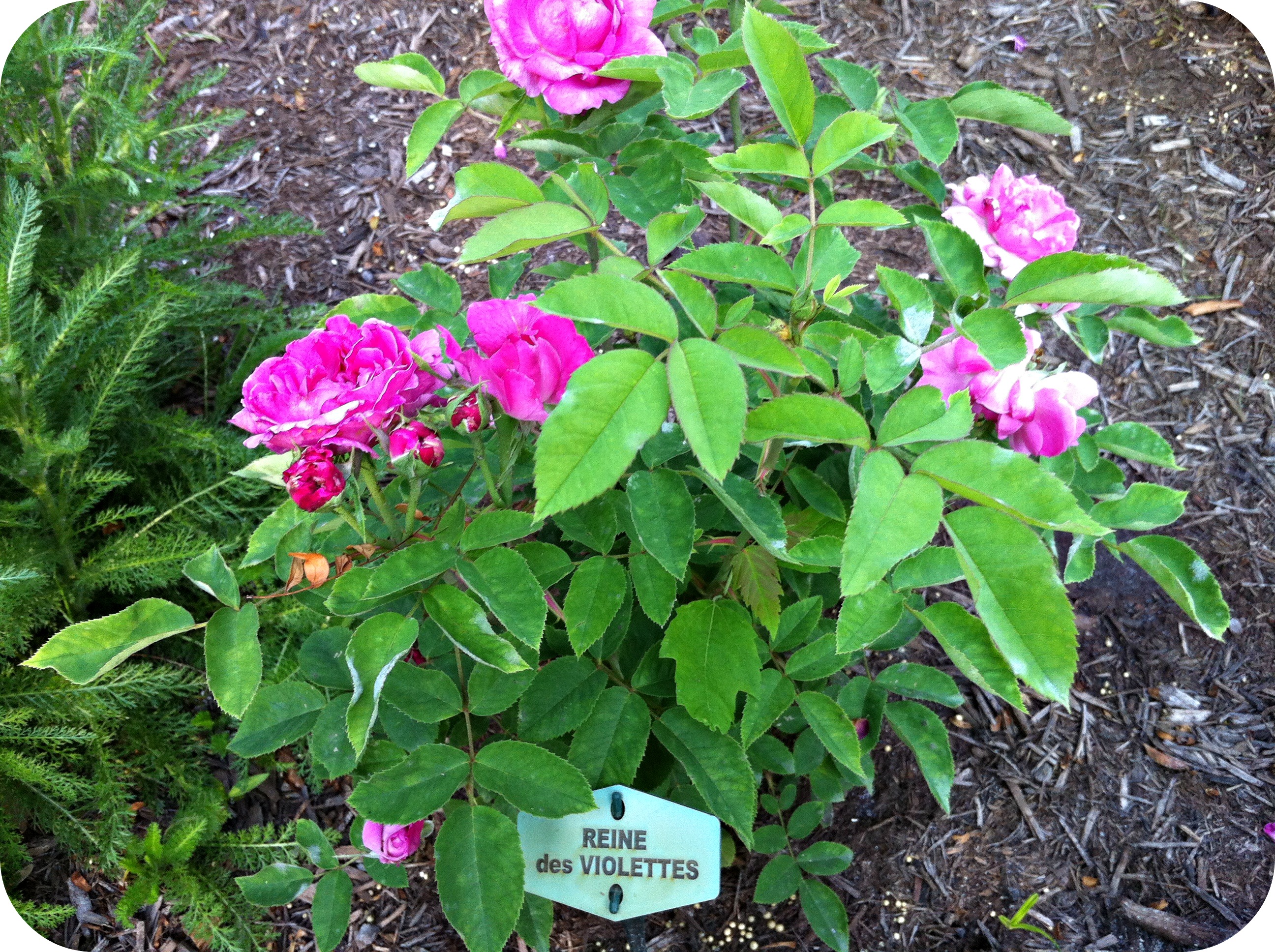 The Lovely Reine des Violettes – The Garden Diary