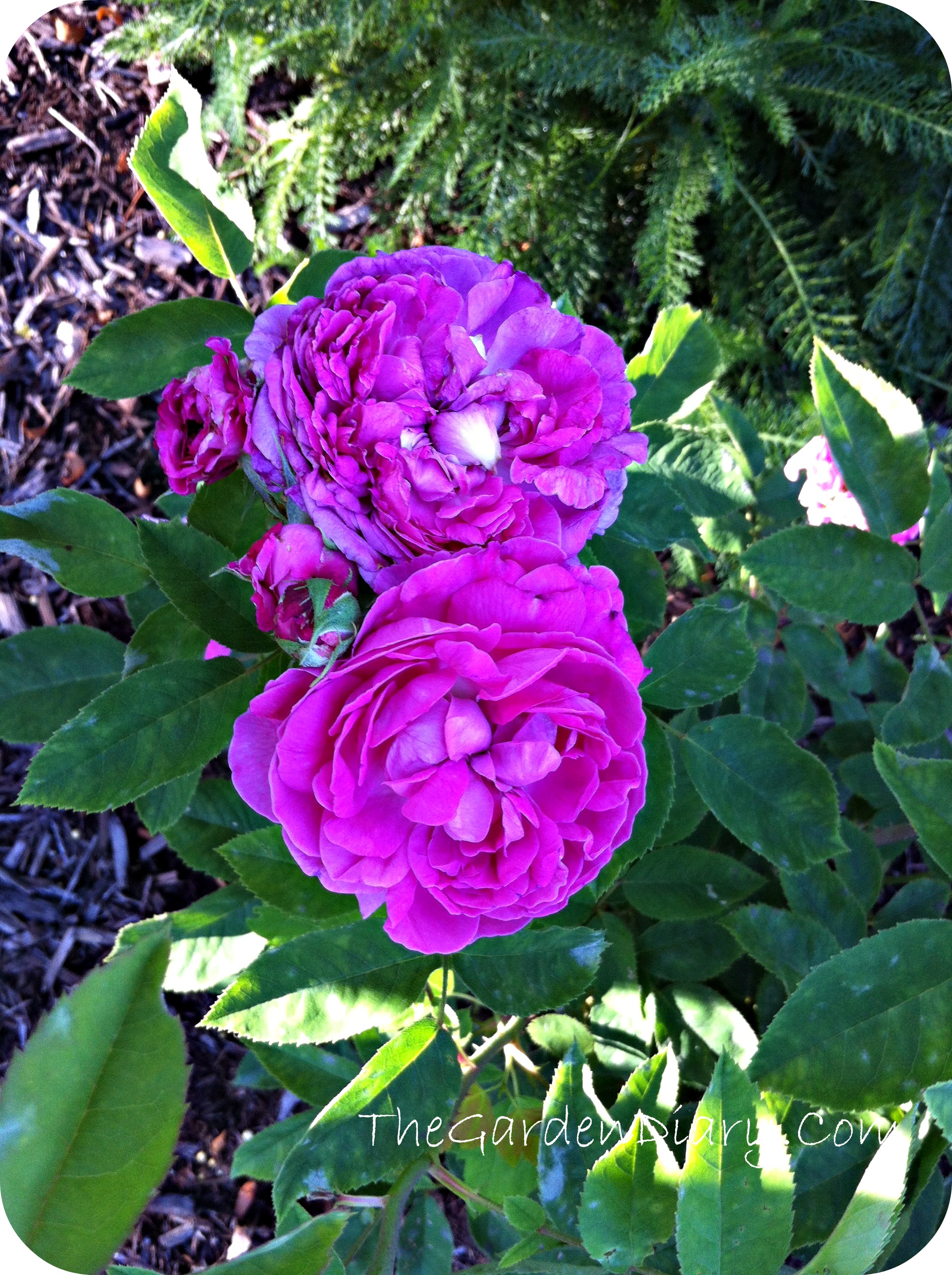 The Lovely Reine des Violettes – The Garden Diary