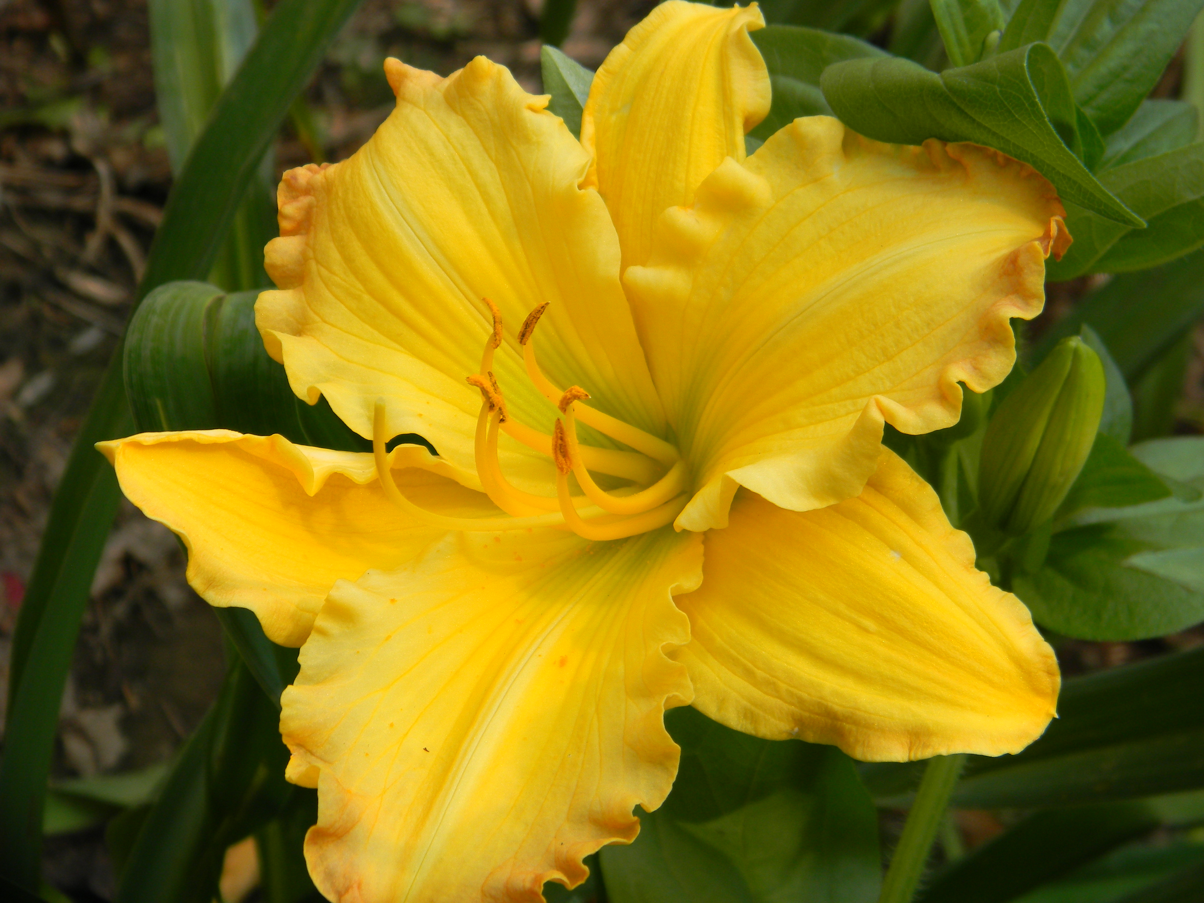 Bloom Thyme Friday: Beating the Heat – The Garden Diary