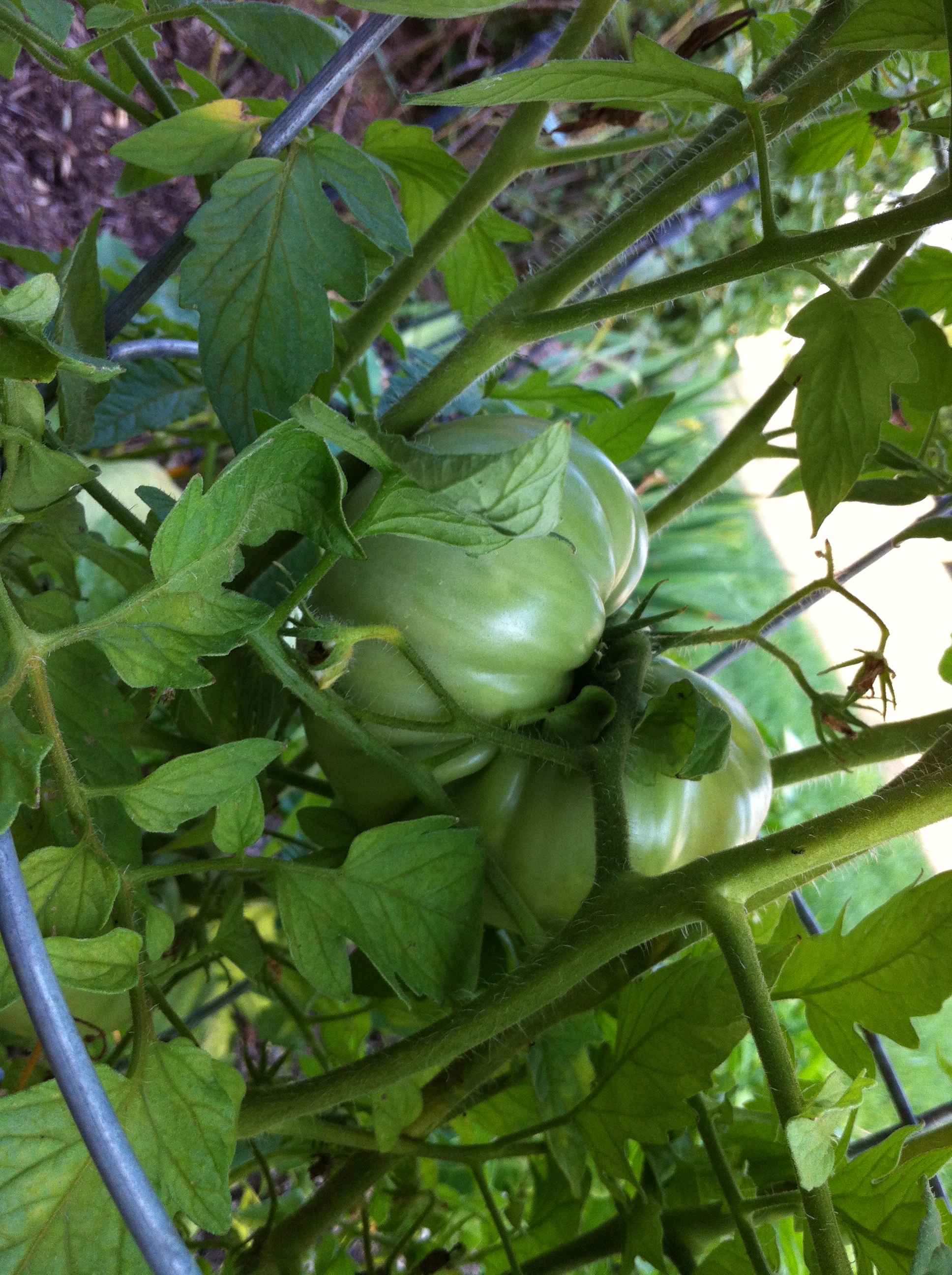 Can you say BLT? – The Garden Diary