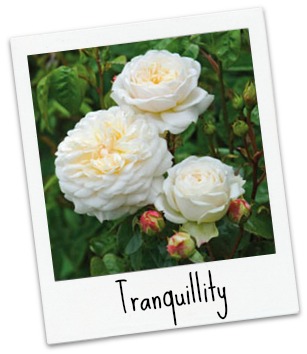 2014 Rose Introductions: David Austin – The Garden Diary