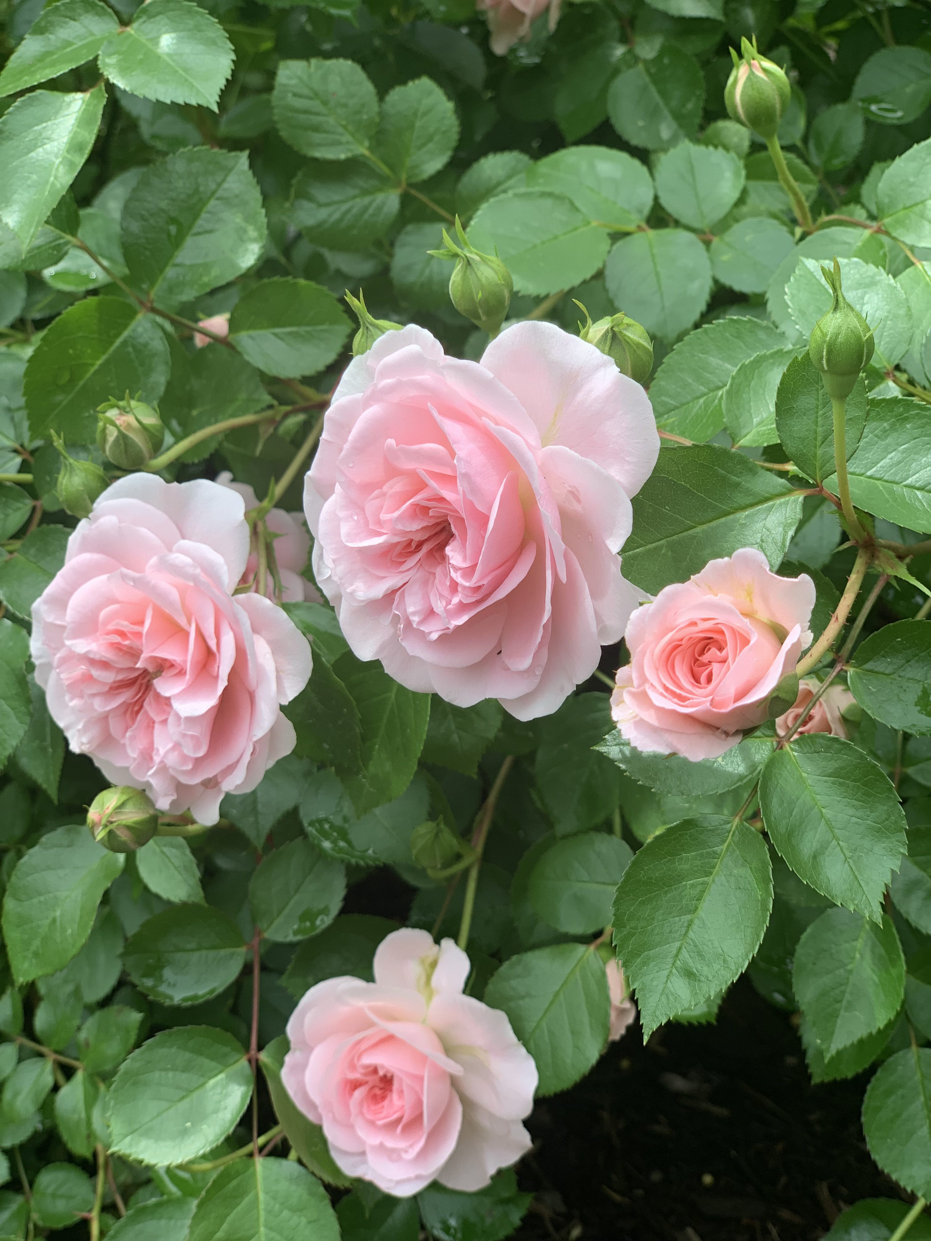 Bloom Thyme Friday: Roses for You! – The Garden Diary