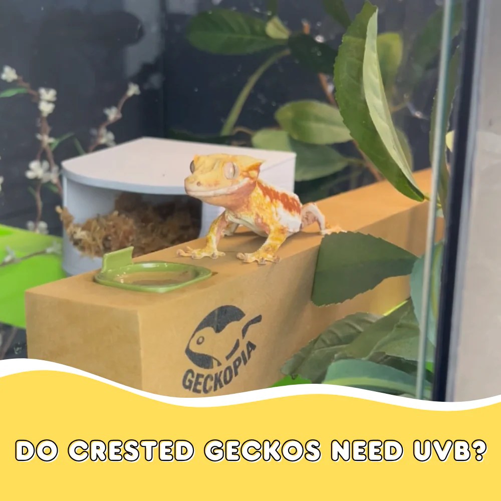 Do Crested Geckos Need Uvb Geckopia