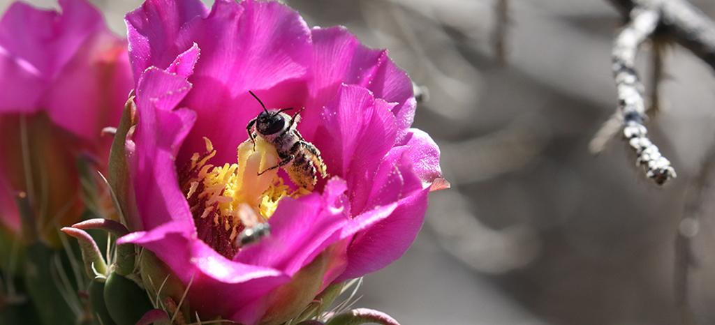 Pollinators of Northern New Mexico: How to Identify and Conserve the ...