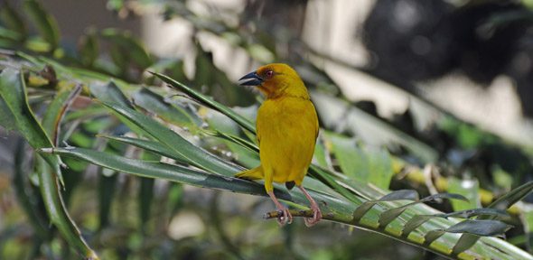 Magnificent African Songbird Turning Heads Invading Nest in Southern ...