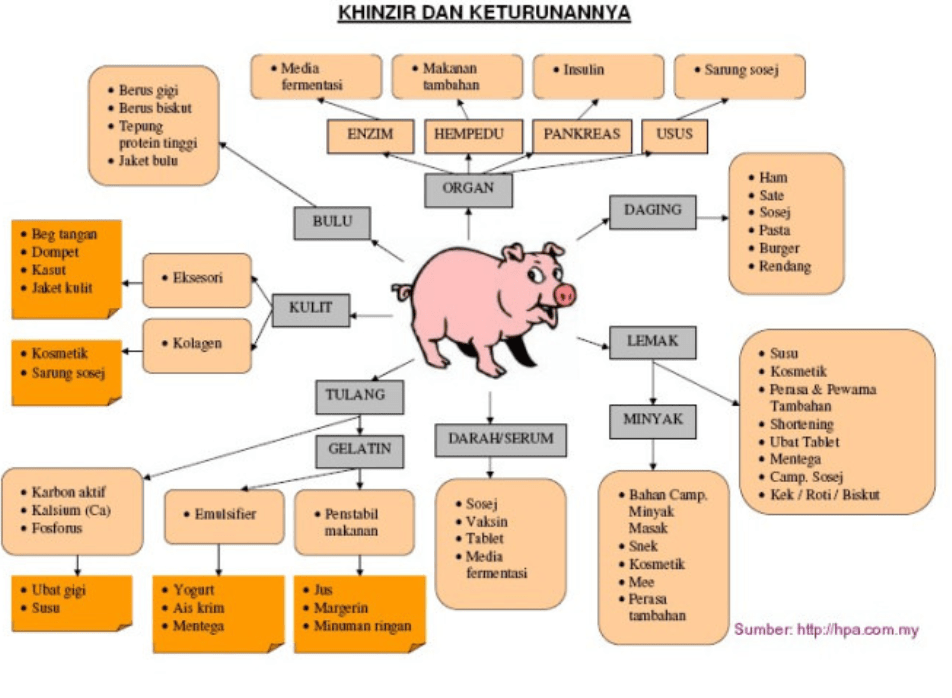 Kegunaan Pork Dalam Kehidupan - The Halal Insights