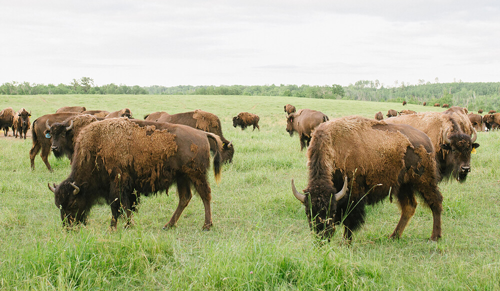 TheHonestBison Official Blog of The Honest Bison