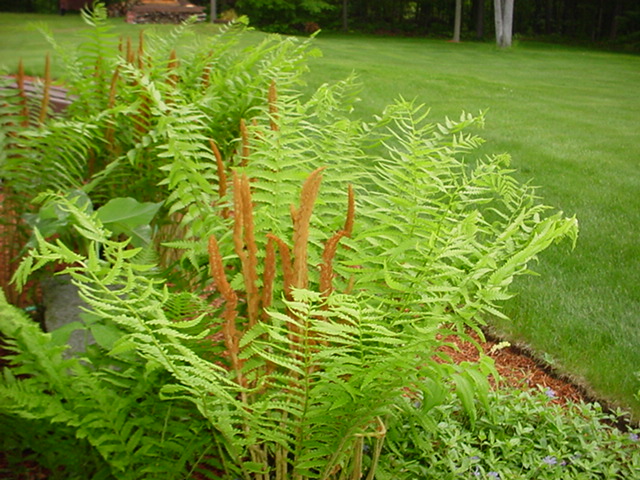 Cinnamon Fern | The Meadow's Edge