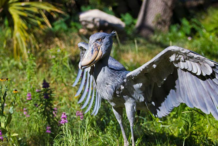 Strange Animals: 20+ Photos Will Show You Majesty Of Nature