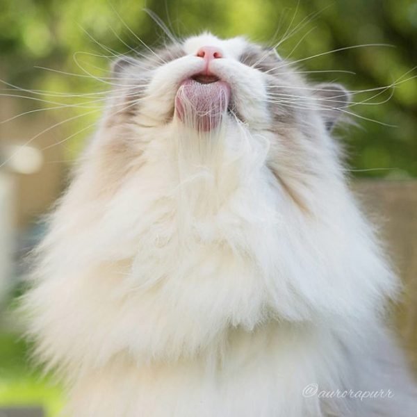 Meet Aurora, The Fluffy Cat Princess
