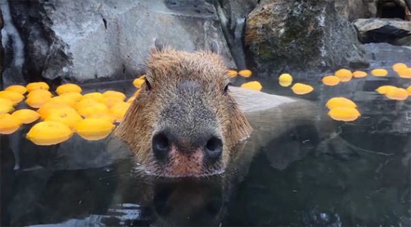 Adorable Capybaras Stay Warm in the Winter by Soaking in Luxurious Hot ...
