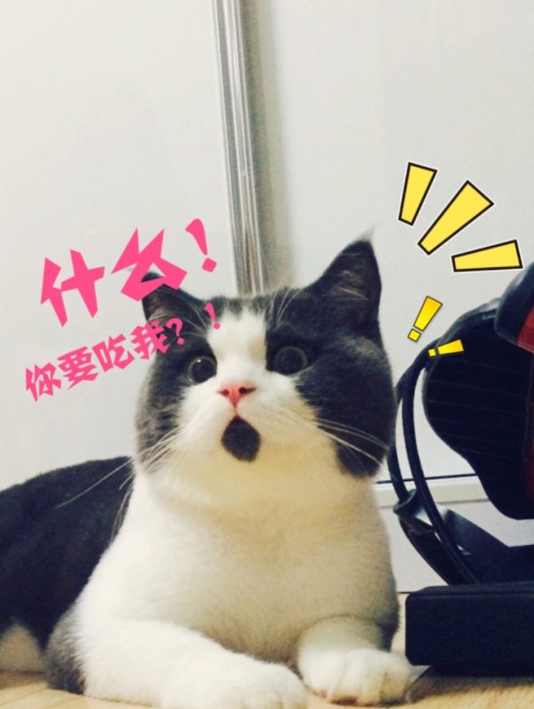 Meet The OMG Cat, The Feline Who Is Always Surprised