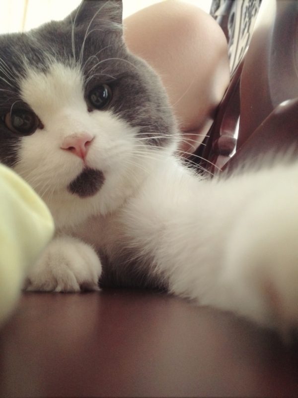 Meet The OMG Cat, The Feline Who Is Always Surprised