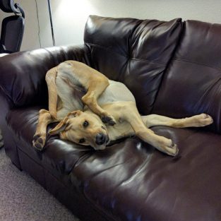 I Think These Dogs Are Broken…