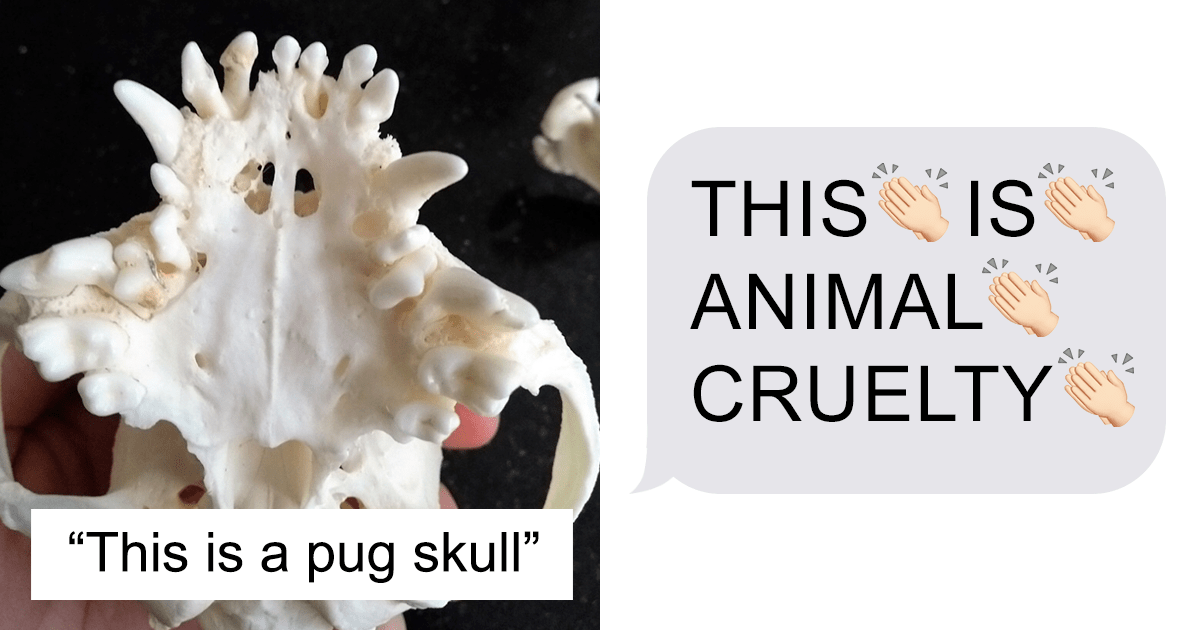 Wants To Get A Purebred Pug, It’s Animal Cruelty With Skull Comparison