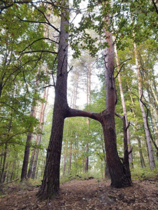 Unique Trees: 10+ Photos Of Incredibly Weird Trees From Around The World