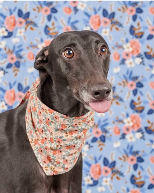 40 Silly Dogs That Are Too Cute Not To Share