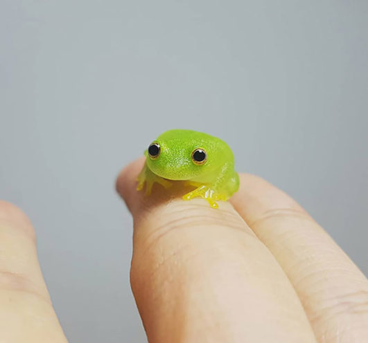 40 Super Cute Photos Of Tiny Animals On Fingers