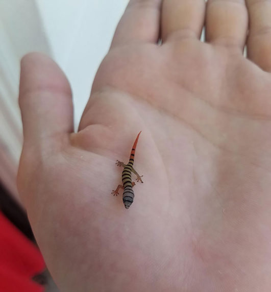40 Super Cute Photos Of Tiny Animals On Fingers