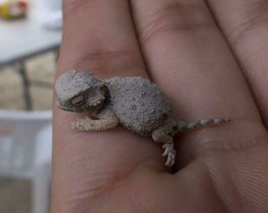40 Super Cute Photos Of Tiny Animals On Fingers