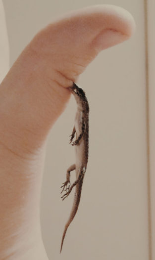 40 Super Cute Photos Of Tiny Animals On Fingers