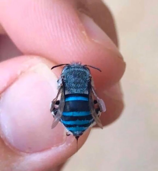 40 Of The Most Adorable Bugs That Enchant You