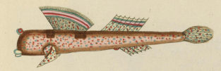 Images From The First Colour Publication On Fish (1754)