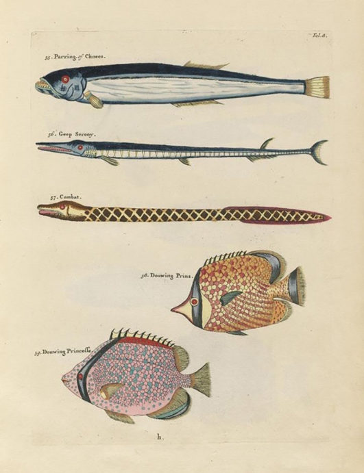 Images From The First Colour Publication On Fish (1754)