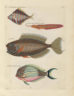 Images From The First Colour Publication On Fish (1754)