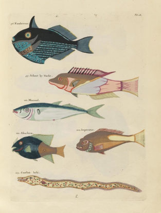 Images From The First Colour Publication On Fish (1754)