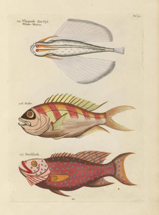 Images From The First Colour Publication On Fish (1754)