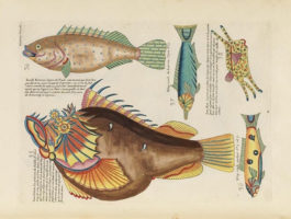 Images From The First Colour Publication On Fish (1754)