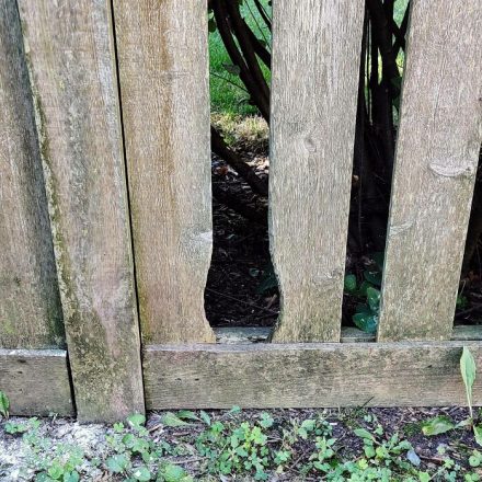‘Desire Paths’, People And Animals Make Their Own Way