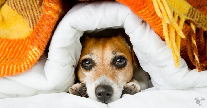 9 Ways on How to Keep a Dog Warm at Night: For Indoor and Outdoor Dog ...