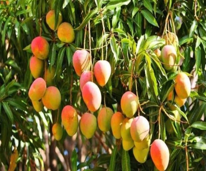 Changing climatic patterns adversely affect mango production - ThePenPK