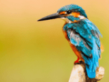 How To Upscale Images Using Stable Diffusion In Python The Python Code