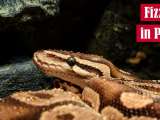 Fizz Buzz In Python The Renegade Coder