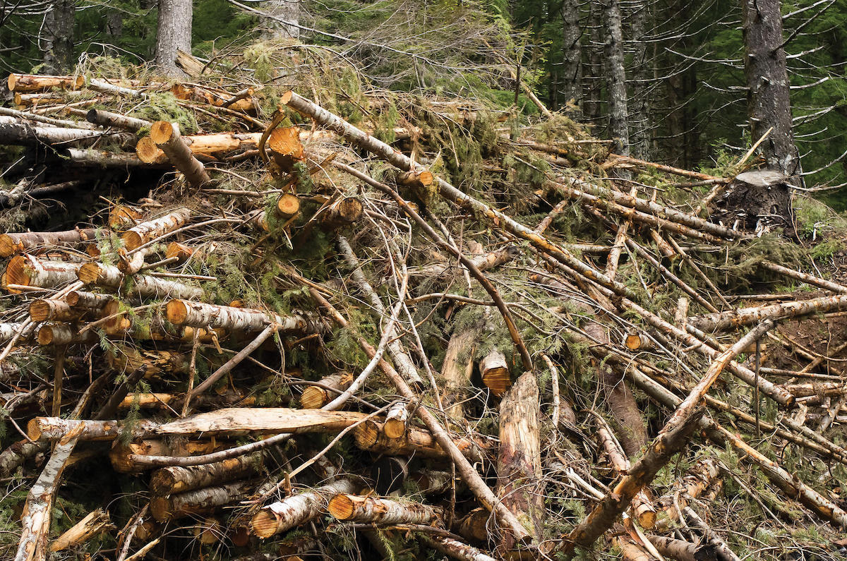 Waste in Forestry: The Good, the Bad and the Ugly - The Resource Imperative