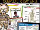 5 Engaging Skeletal System Activities For Upper Elementary Students