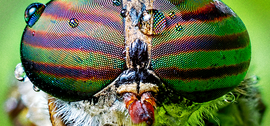 Magic mushrooms evolved “magic” properties to scramble bug ...