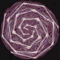 A perfect Fibonacci in a red cabbage! : pics