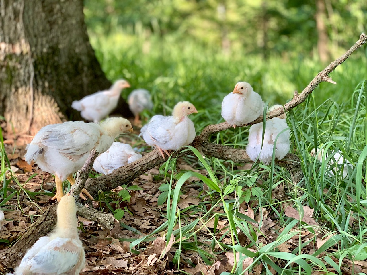 Cooks Venture Raises $12M to Spread Regenerative Agriculture through ...