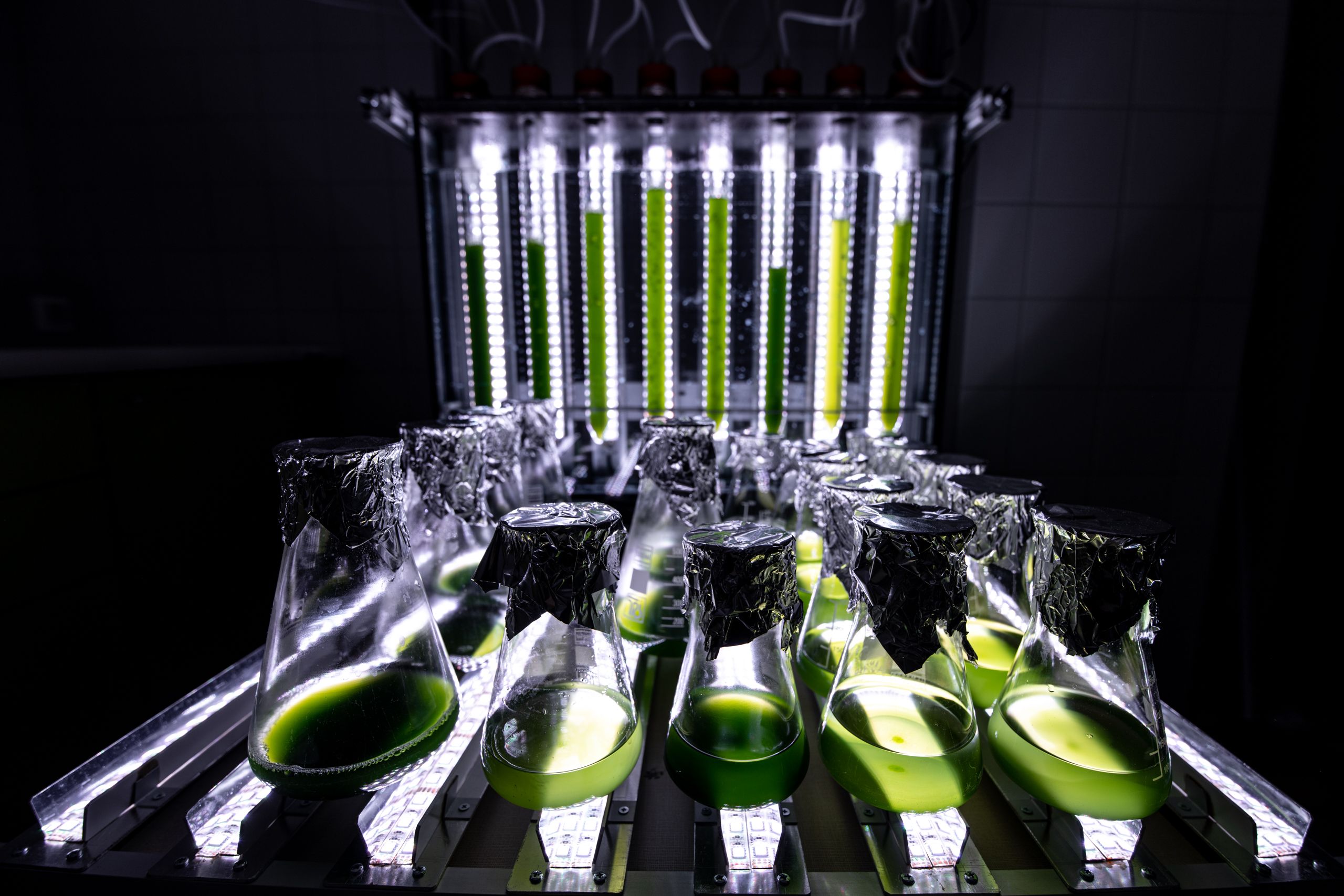 Czech Startup Mewery Makes Cultivated Meat with Microalgae