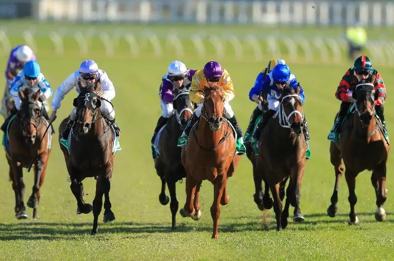 Our BlackBook & Trial Runners: Horses Running Today & Staking Plan 10/9 ...